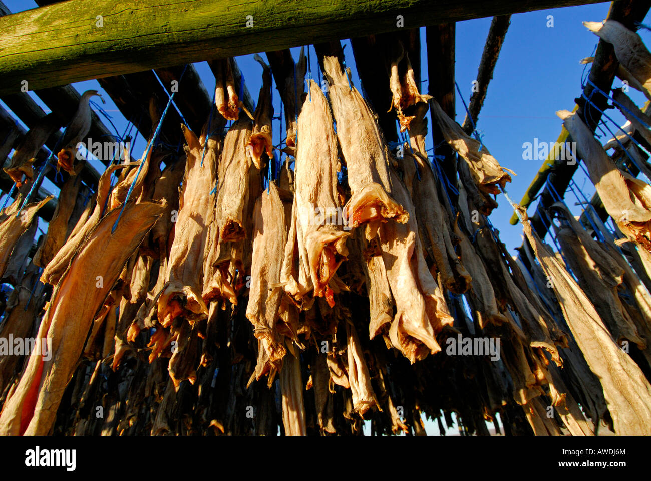 Atlantic cods Gadus morhua hanging on drying rack Iceland Stock Photo ...