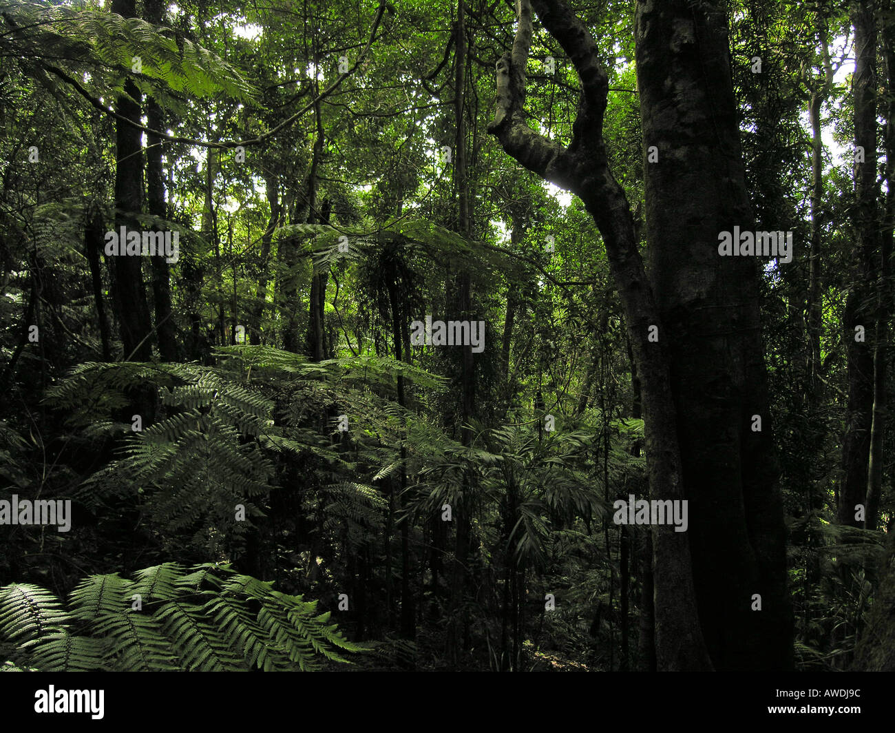 Path to Mt Warning Stock Photo - Alamy