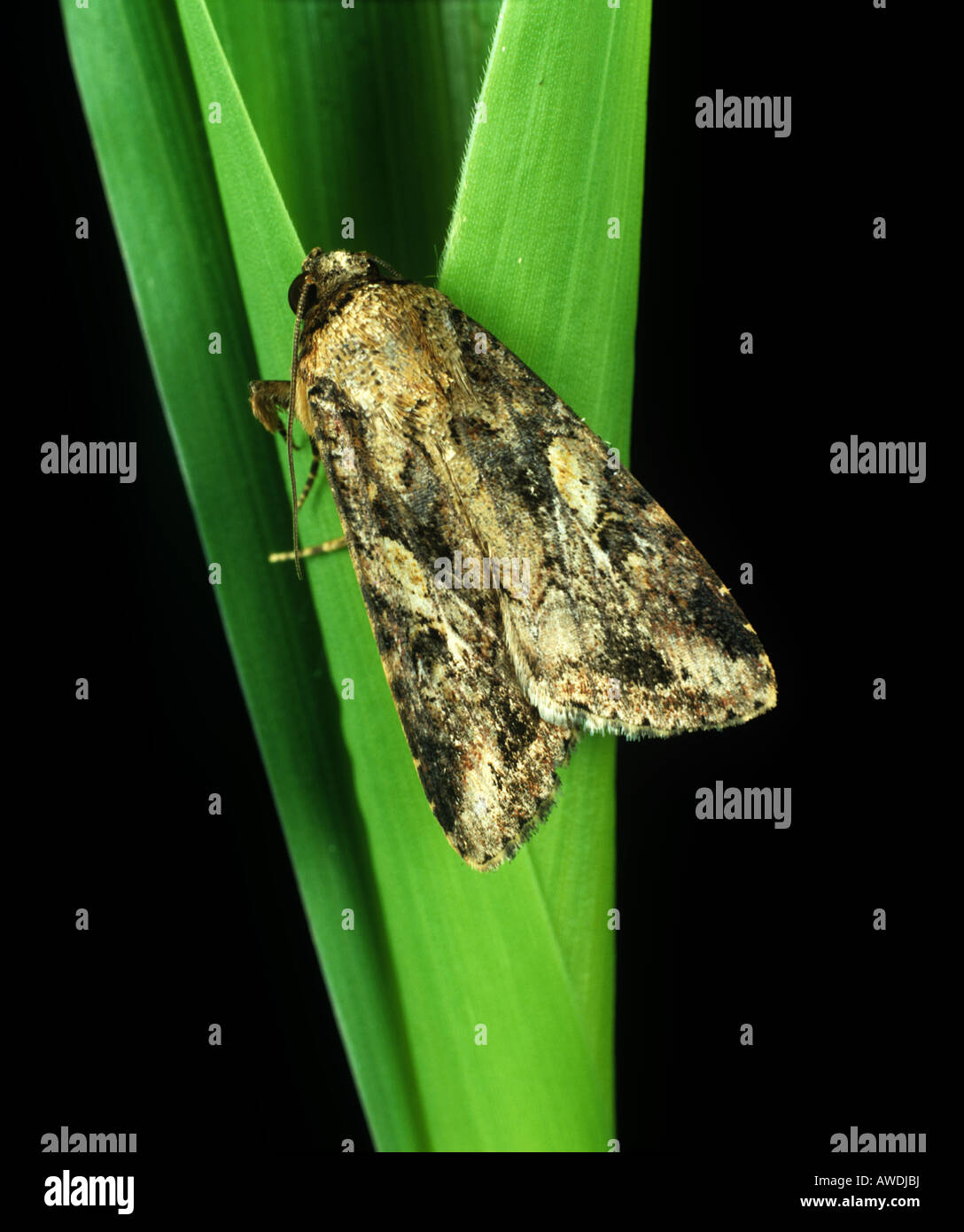 Armyworm hi-res stock photography and images - Alamy