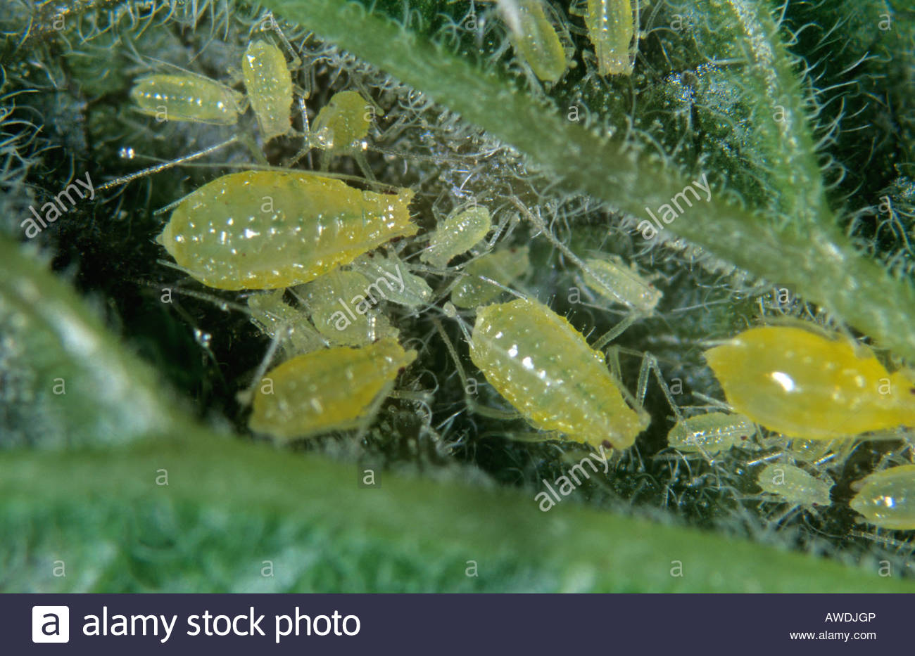 Currant Aphid Stock Photos & Currant Aphid Stock Images - Alamy