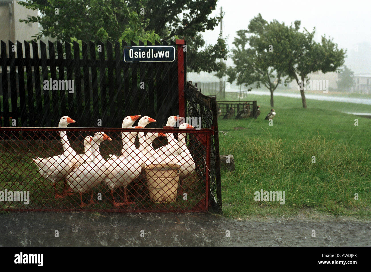 Geese in the rain, Kotulin, Poland Stock Photo - Alamy