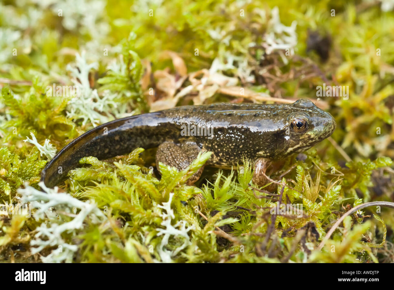 Green frog, Rana clamitans, metamorph with tail, Sandstone Minnesota ...