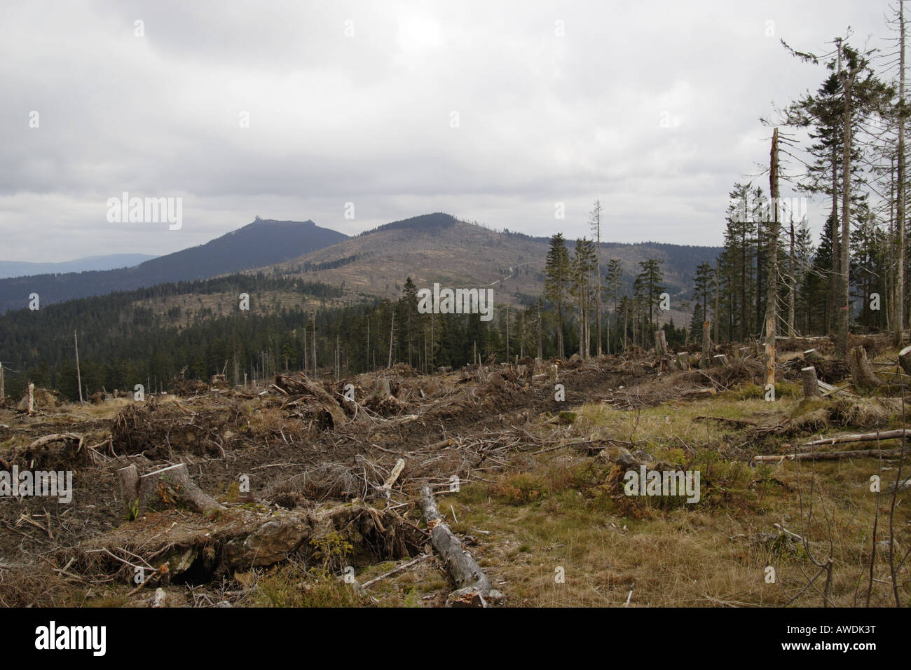 Death of tree hi-res stock photography and images - Alamy
