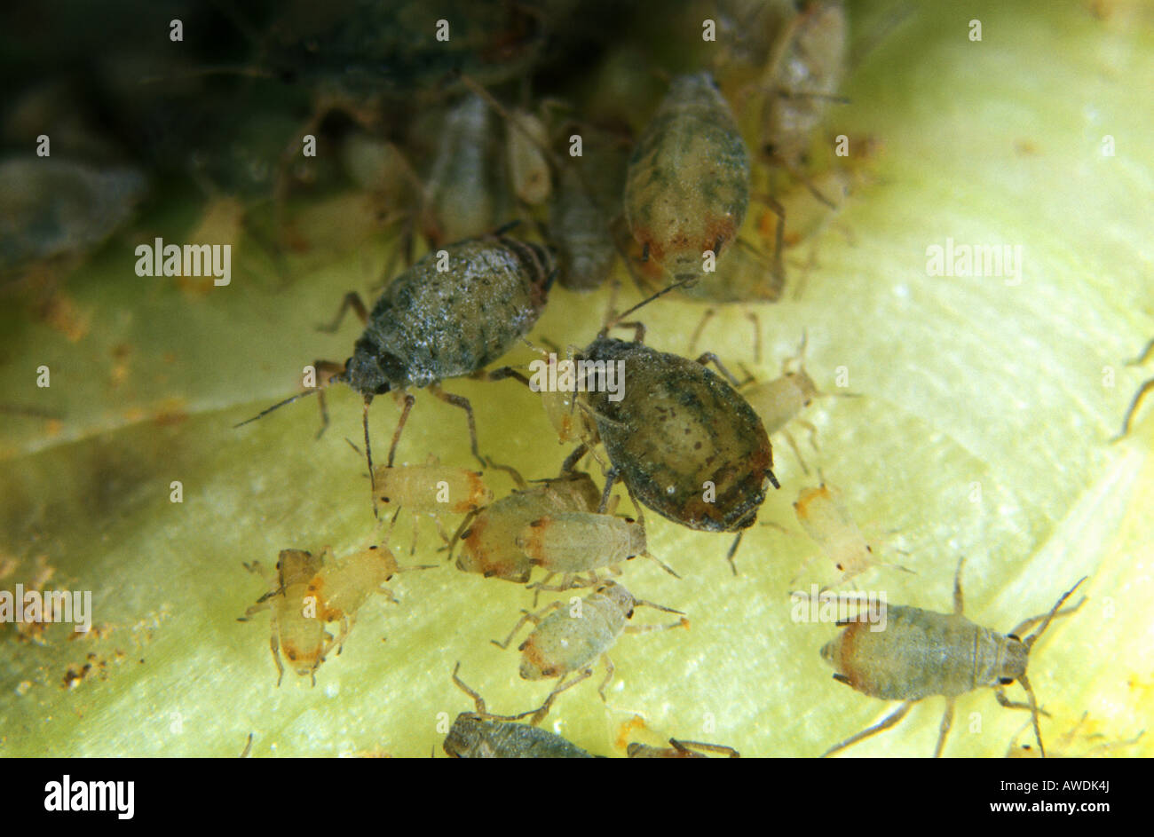 Aphid possibly tulip bulb aphid Dysaphis tulipae on the stem base of an ...