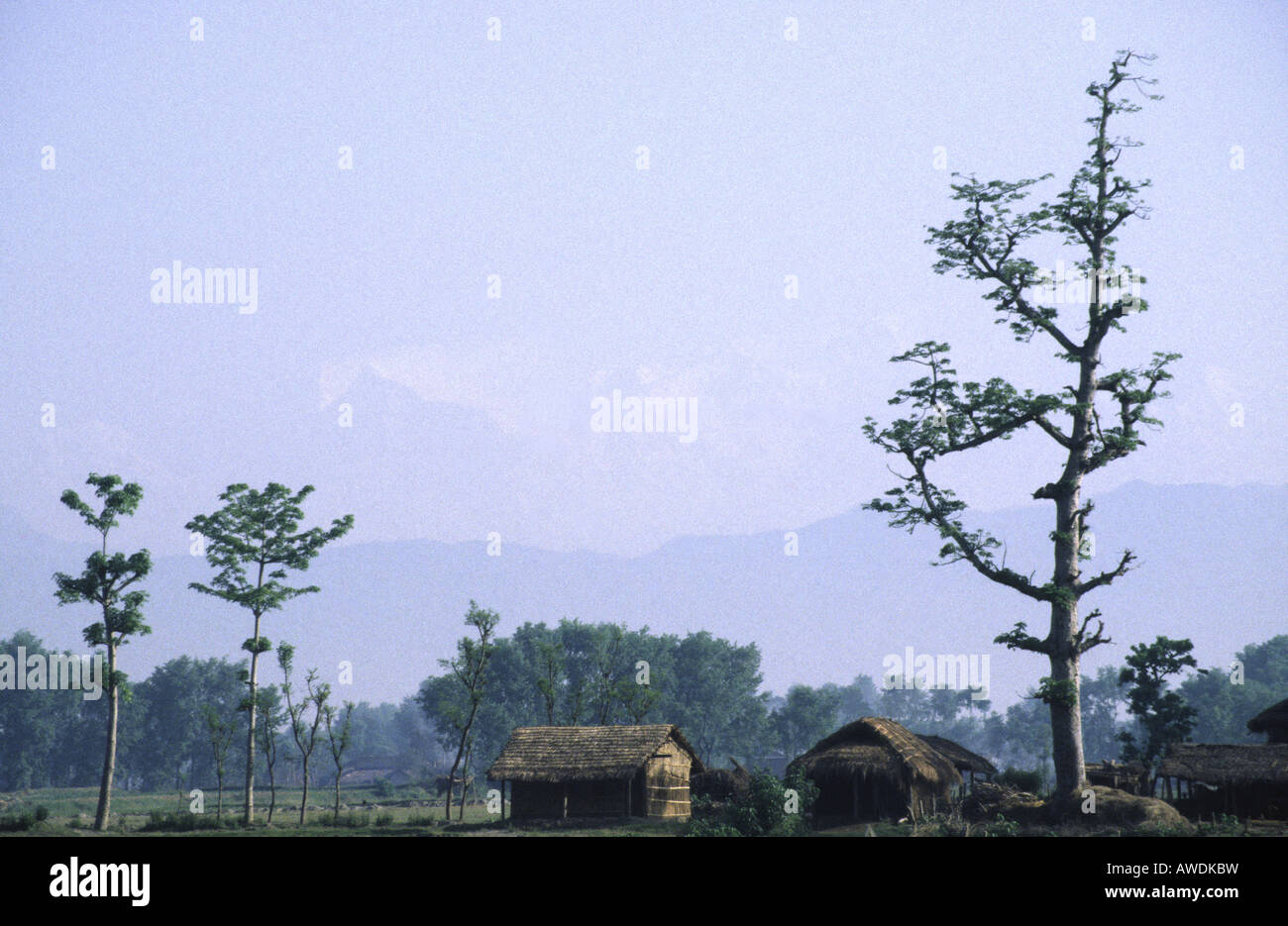 The distant Himalayan mountains seen above a village and trees in ...