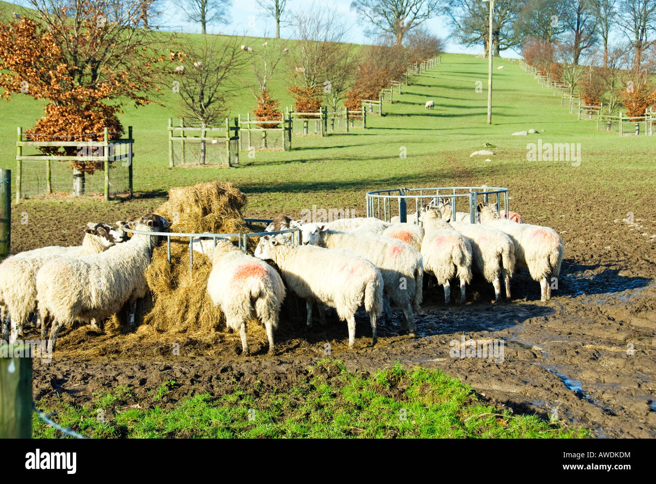 Sheep hay feeder hi-res stock photography and images - Alamy