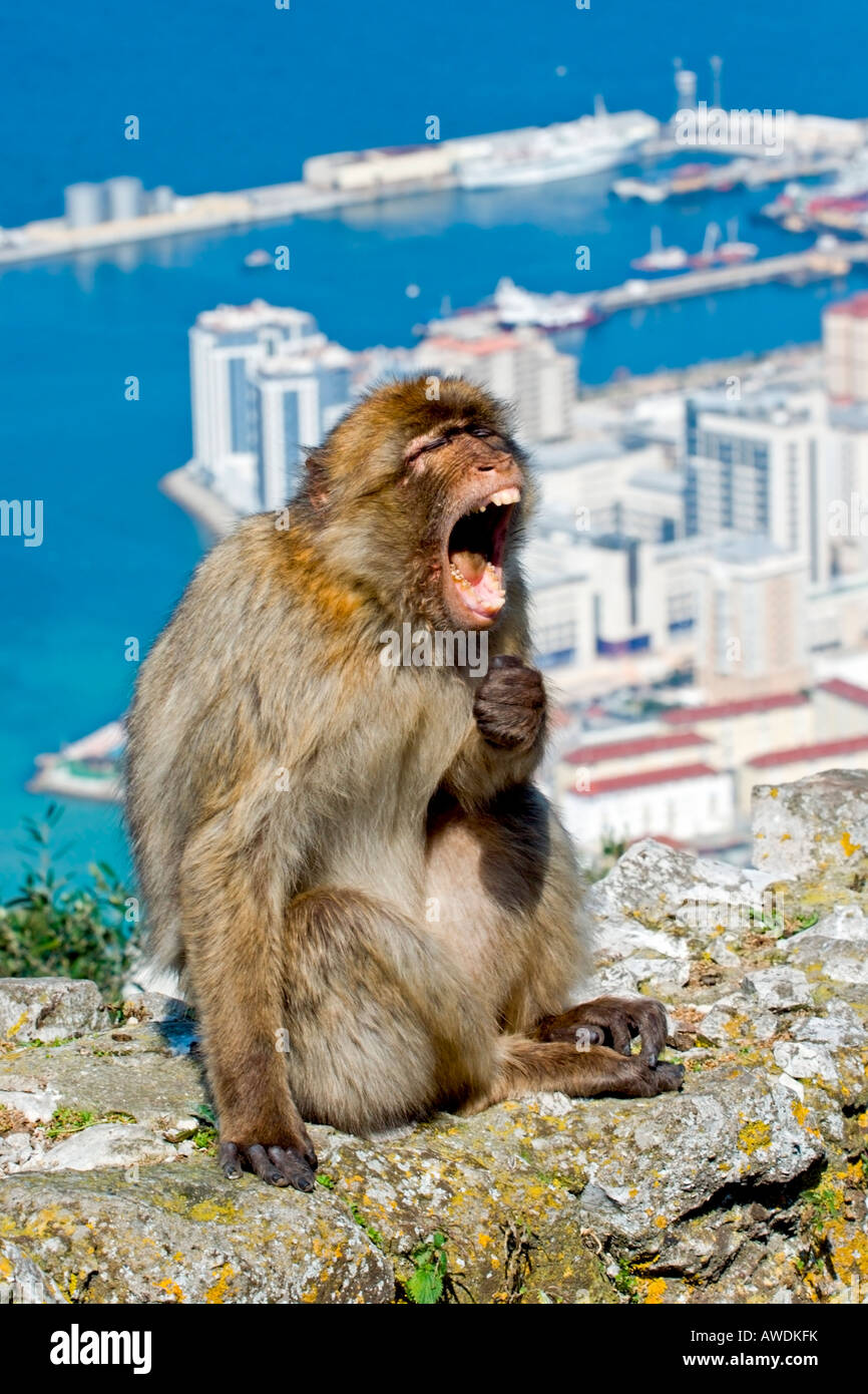 Upper Rock: King Stock Photo - Alamy