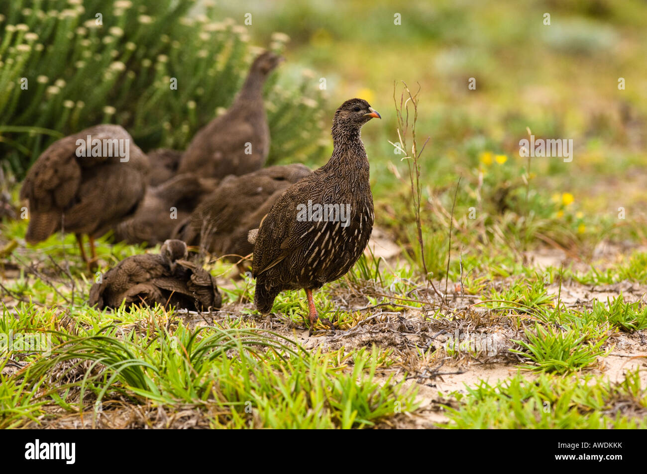 Cape Spurfowl (Francolin) and her brood Stock Photo - Alamy