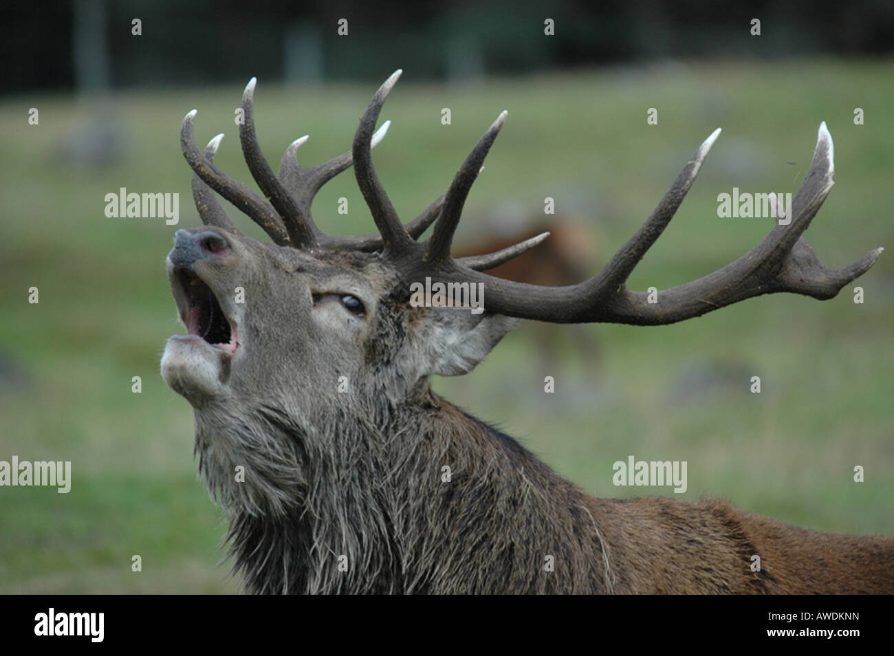 Adult male red deer stag hi-res stock photography and images - Alamy