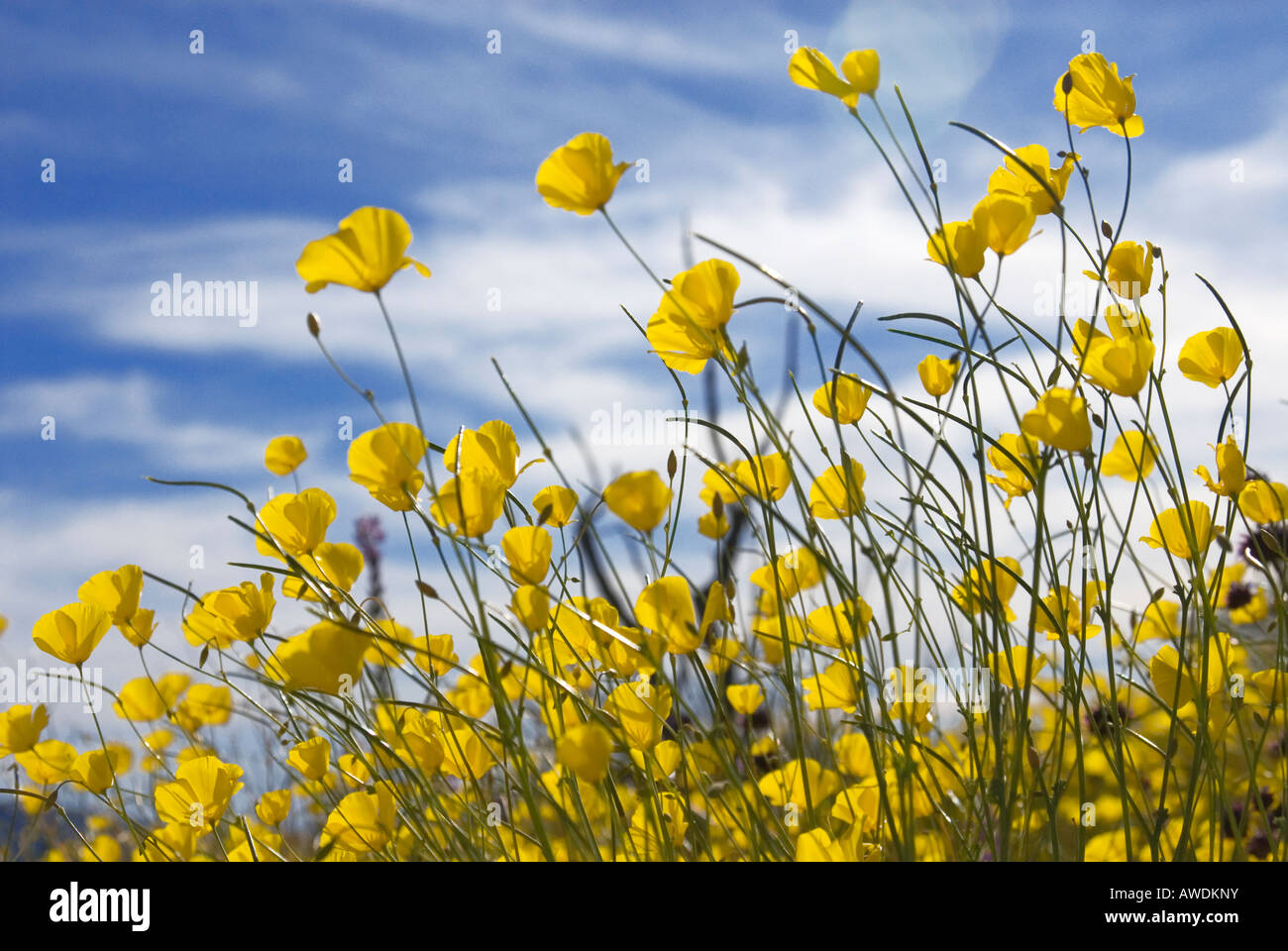 ARIZONA POPPY Kallstroemia grandiflora blooming in the high desert of ...