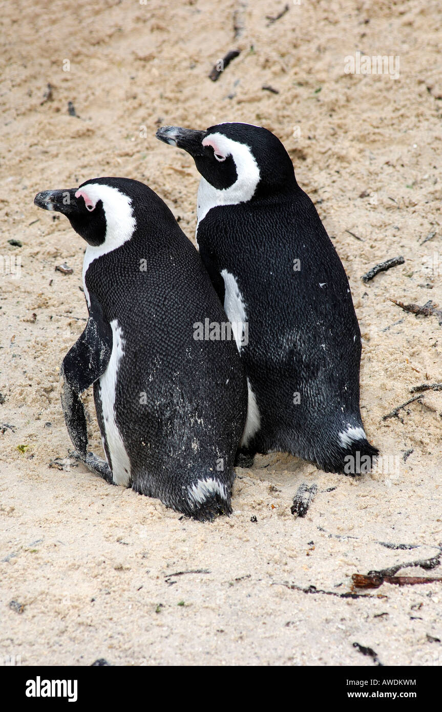 African penguins on Boulders Beach, Western Cape Province, South Africa ...