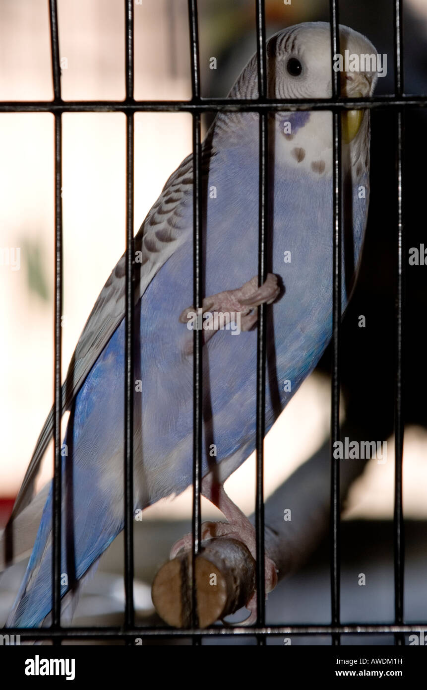 blue parakeet in cage, looking out Stock Photo - Alamy