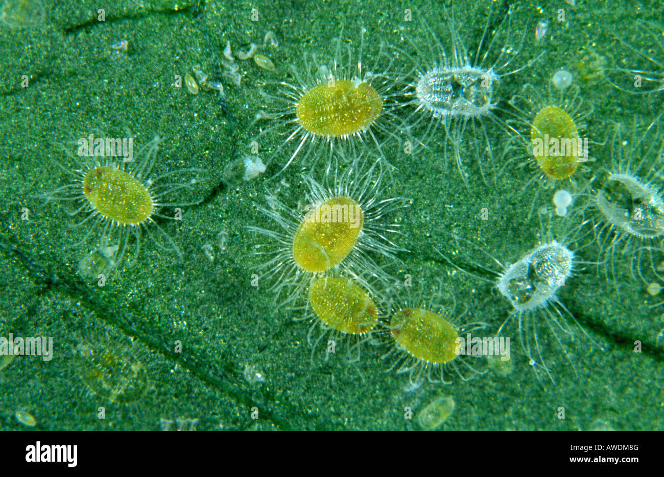 Castor whitefly Trialeurodes ricini eggs and scales crawlers larvae ...