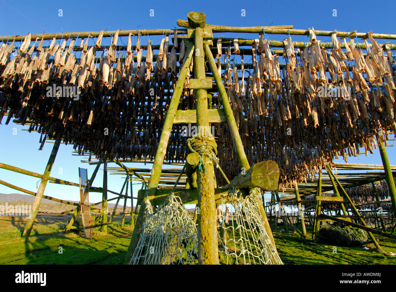 Traditional open air fish drying to make Hardfiskur Iceland Stock Photo ...