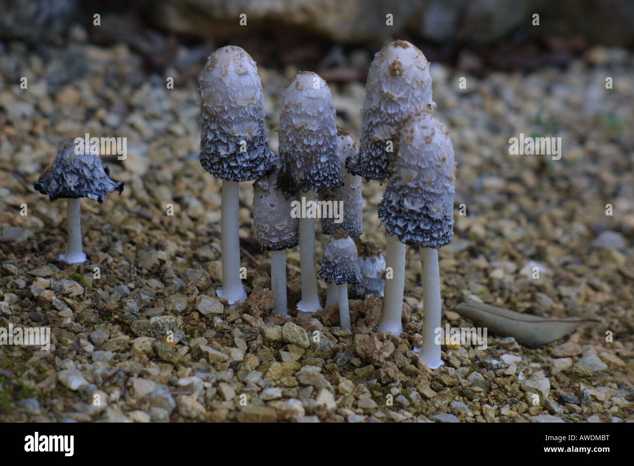 wild mushroom Coprin chevelus Coprinus Coprinus insignis eatable ...