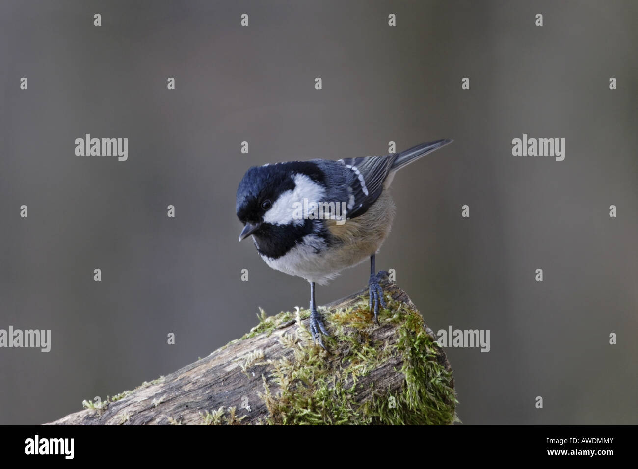Tannenmeise Periparus parus ater Paridae Coal tit Stock Photo - Alamy
