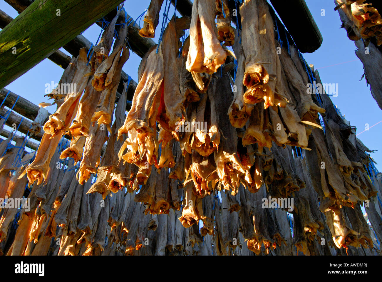 Traditional open air fish drying to make Hardfiskur Iceland Stock Photo ...