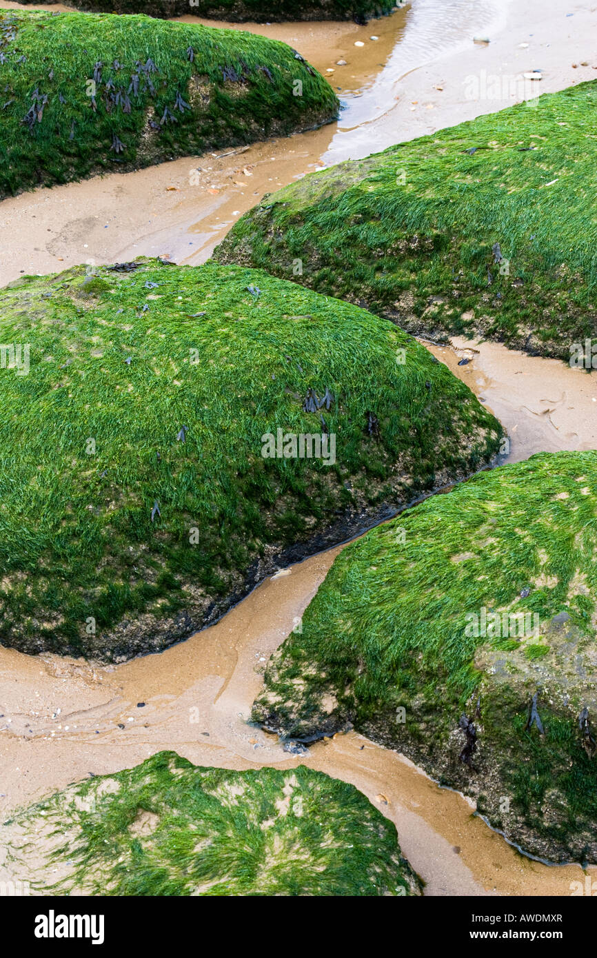 Stones covered in seaweed and lichen on the beach Stock Photo - Alamy