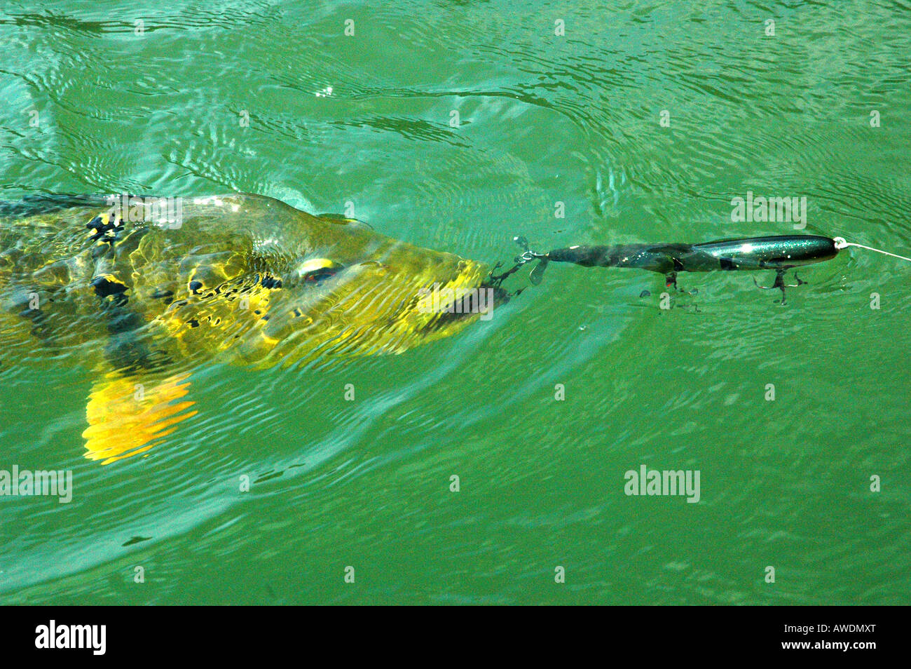 Giant speckled peacock bass chases down a topwater plug in a lagoon off ...