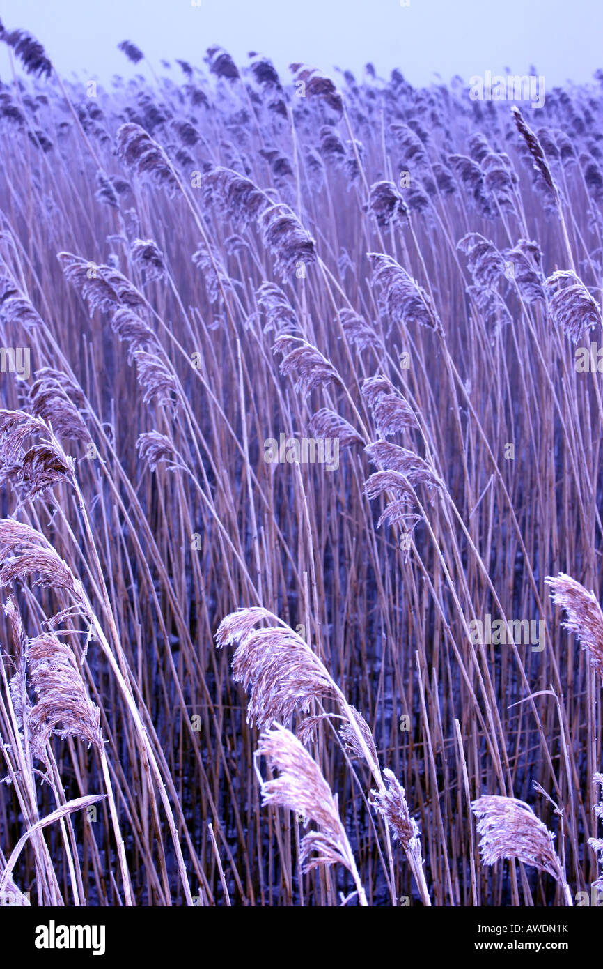 Among the long grass in the wetlands of Lough MacNean on a cold ...