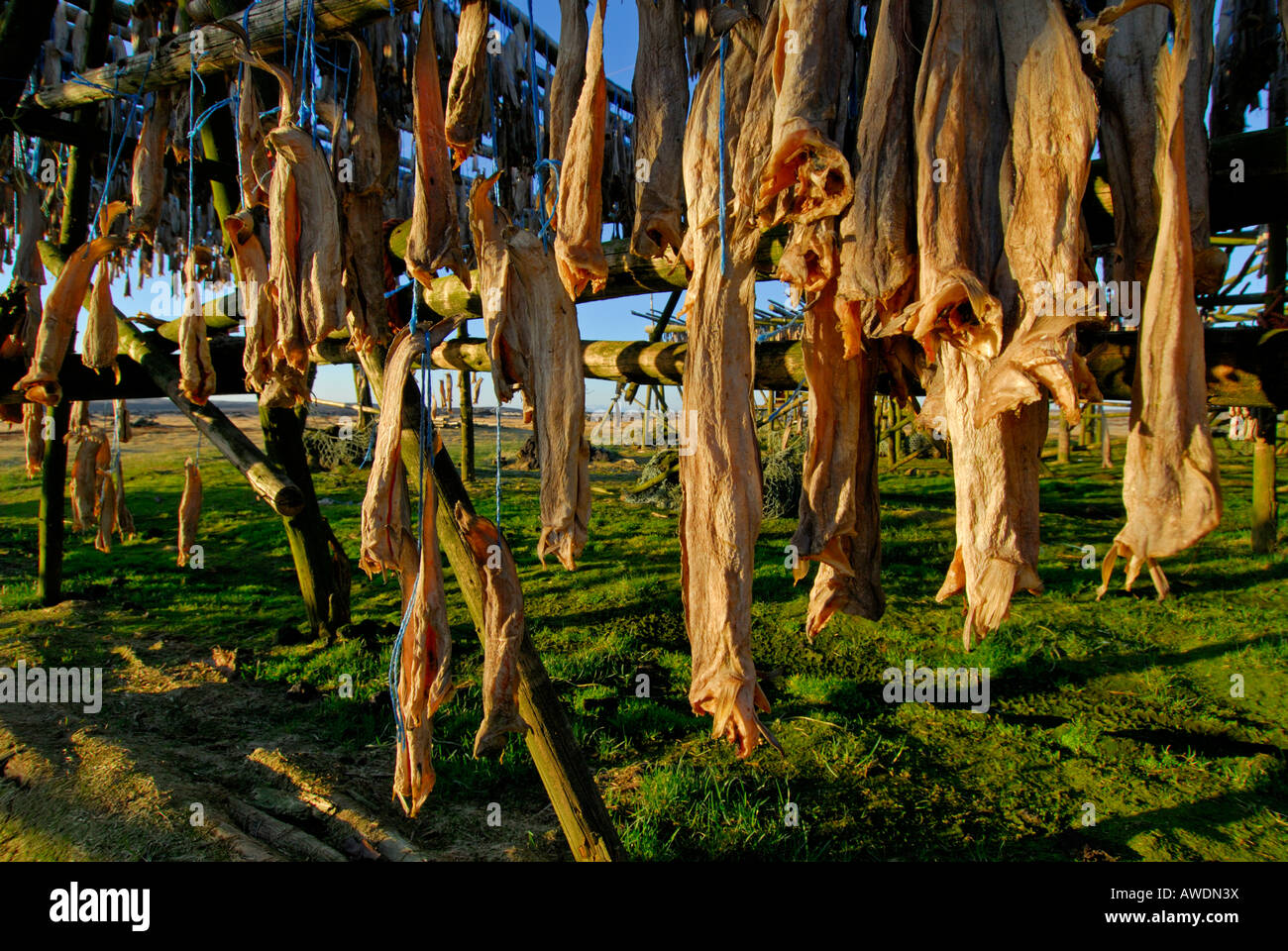 Atlantic cods Gadus morhua hanging on drying rack Iceland Stock Photo ...