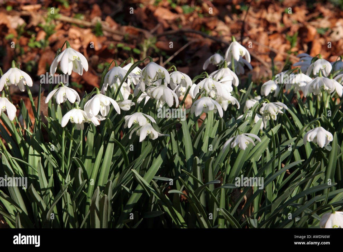 Snowdrops with the sun on them Stock Photo - Alamy
