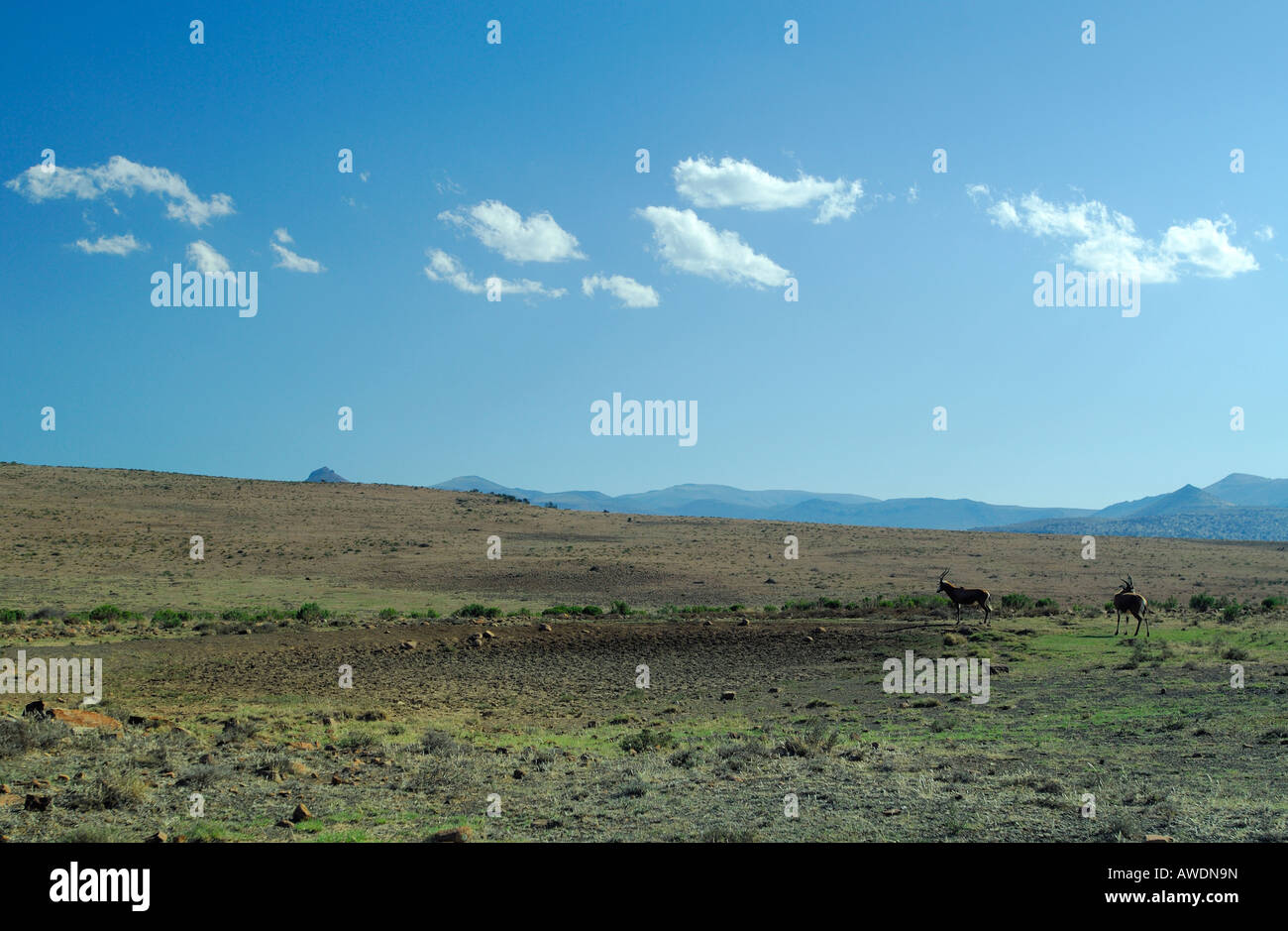 South Africa Karoo Mountain Zebra National Park - Rooiplaat plateau ...