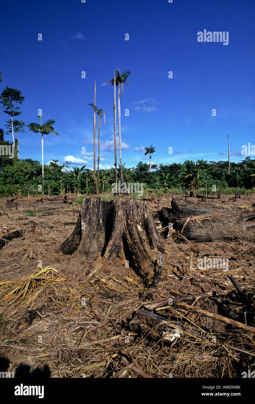 Amazon rainforest cleared for slash and burn agriculture. Peru Stock ...