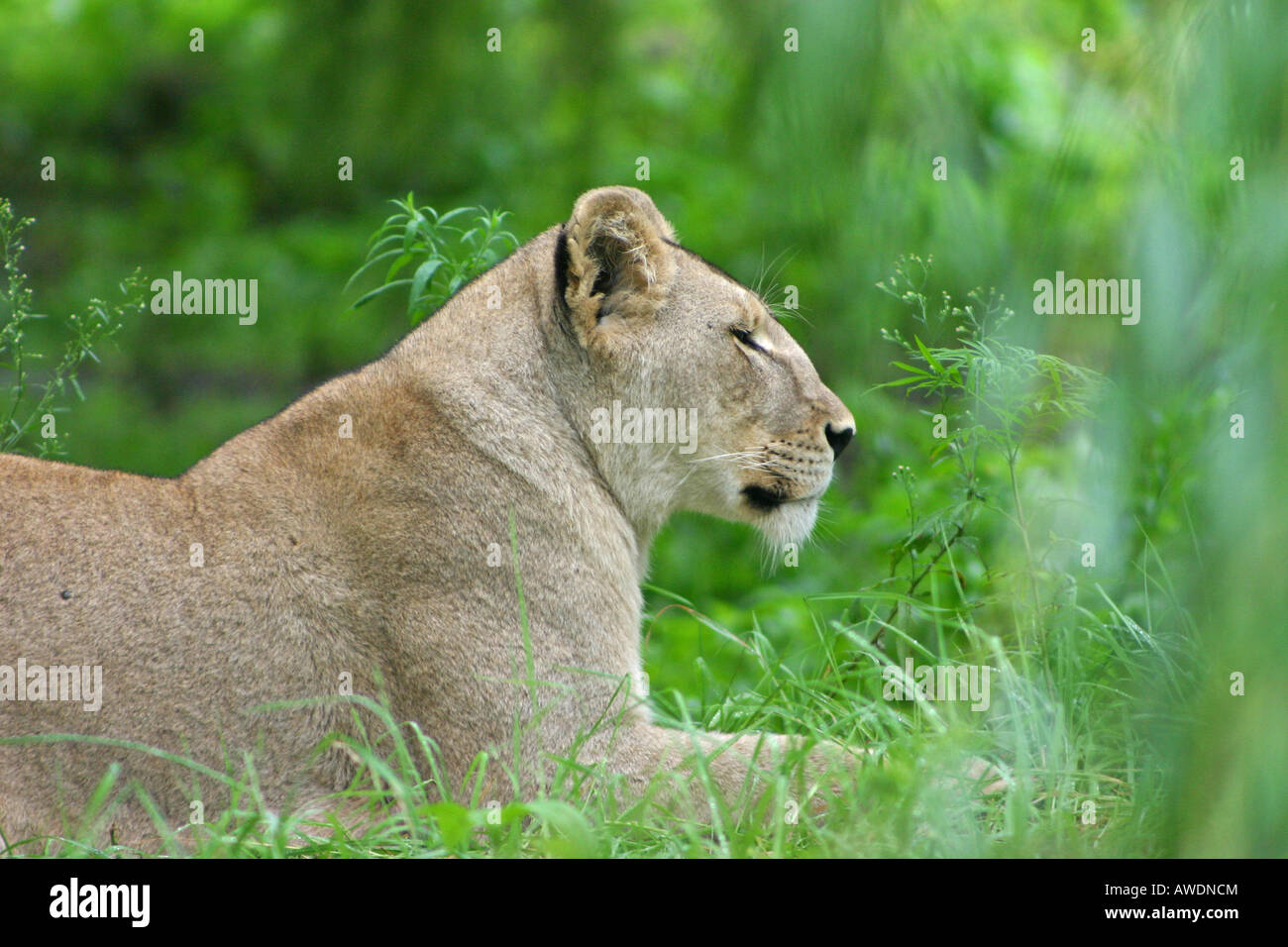 Lion side on Resting Stock Photo - Alamy