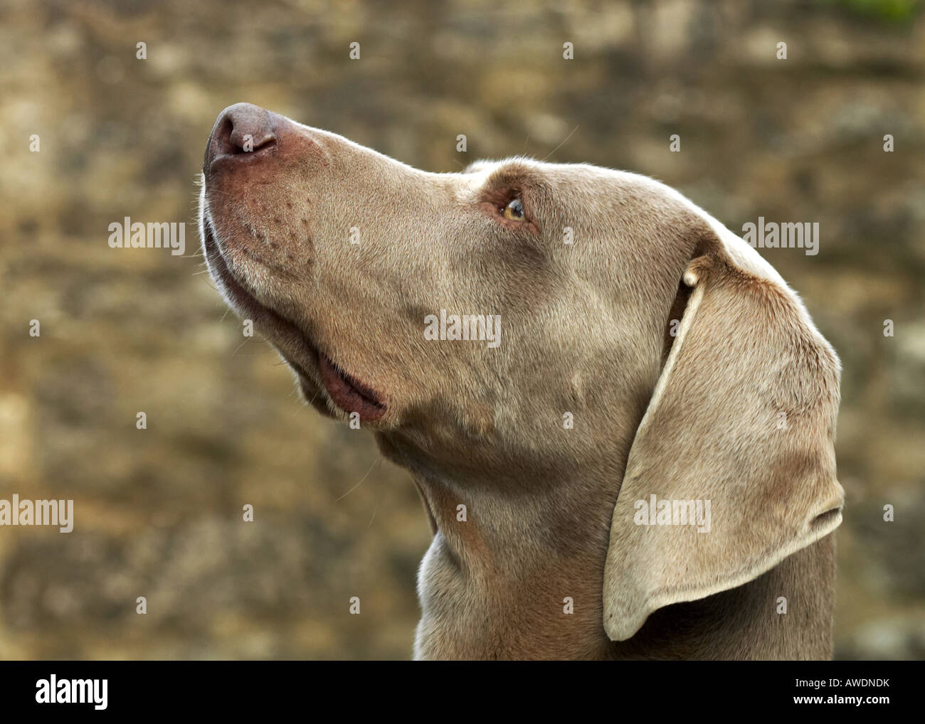 Weimaraner dog breed hi-res stock photography and images - Alamy