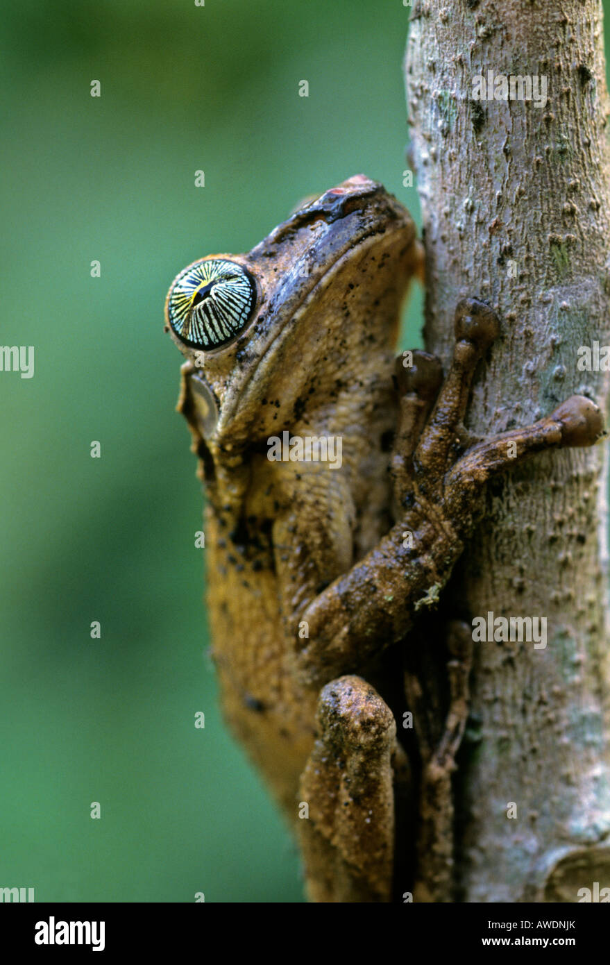 Amazon Rainforest. Laughing frog Osteocephalus sp. Peru Stock Photo - Alamy