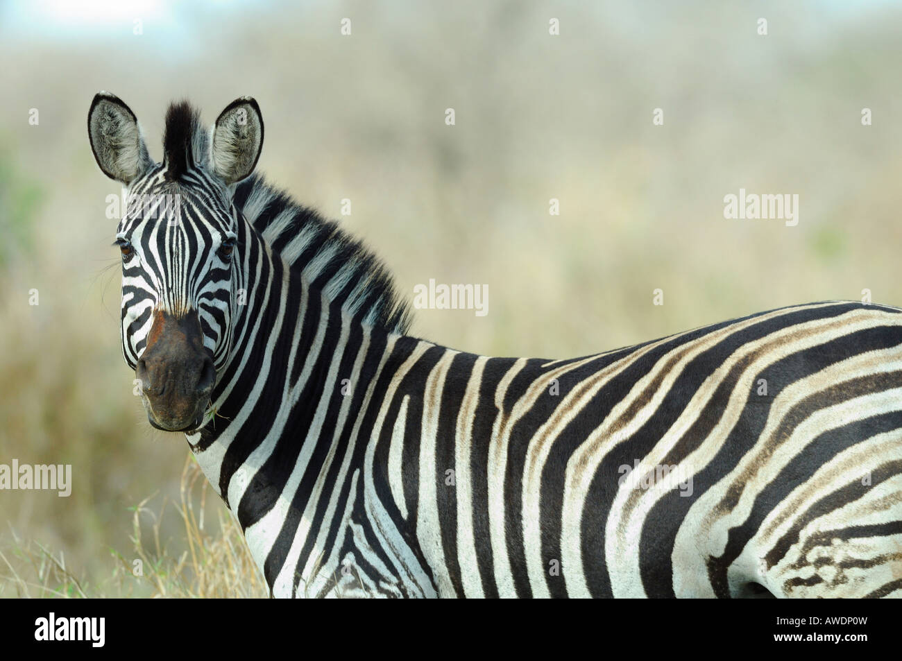 South Africa Mkhuzi Mkhuze Mkuze Game Reserve Stock Photo - Alamy