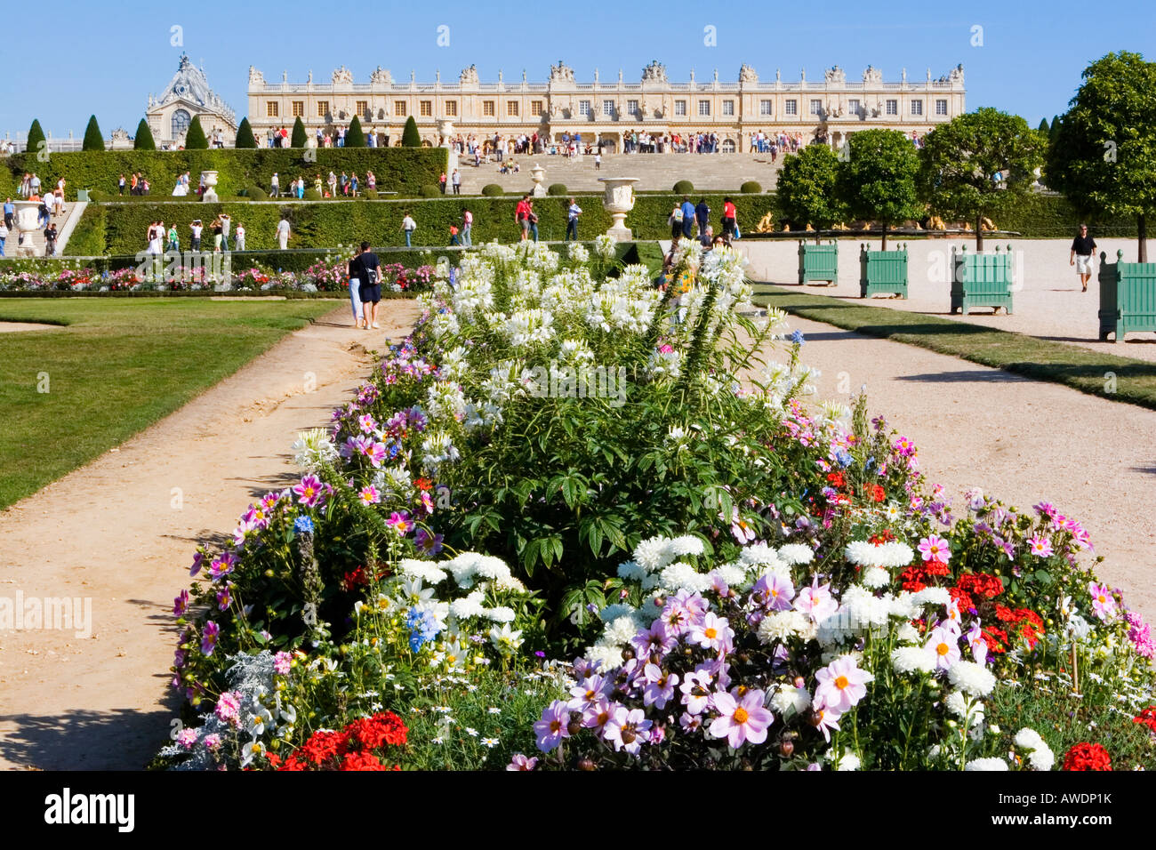 Versailles Flowers