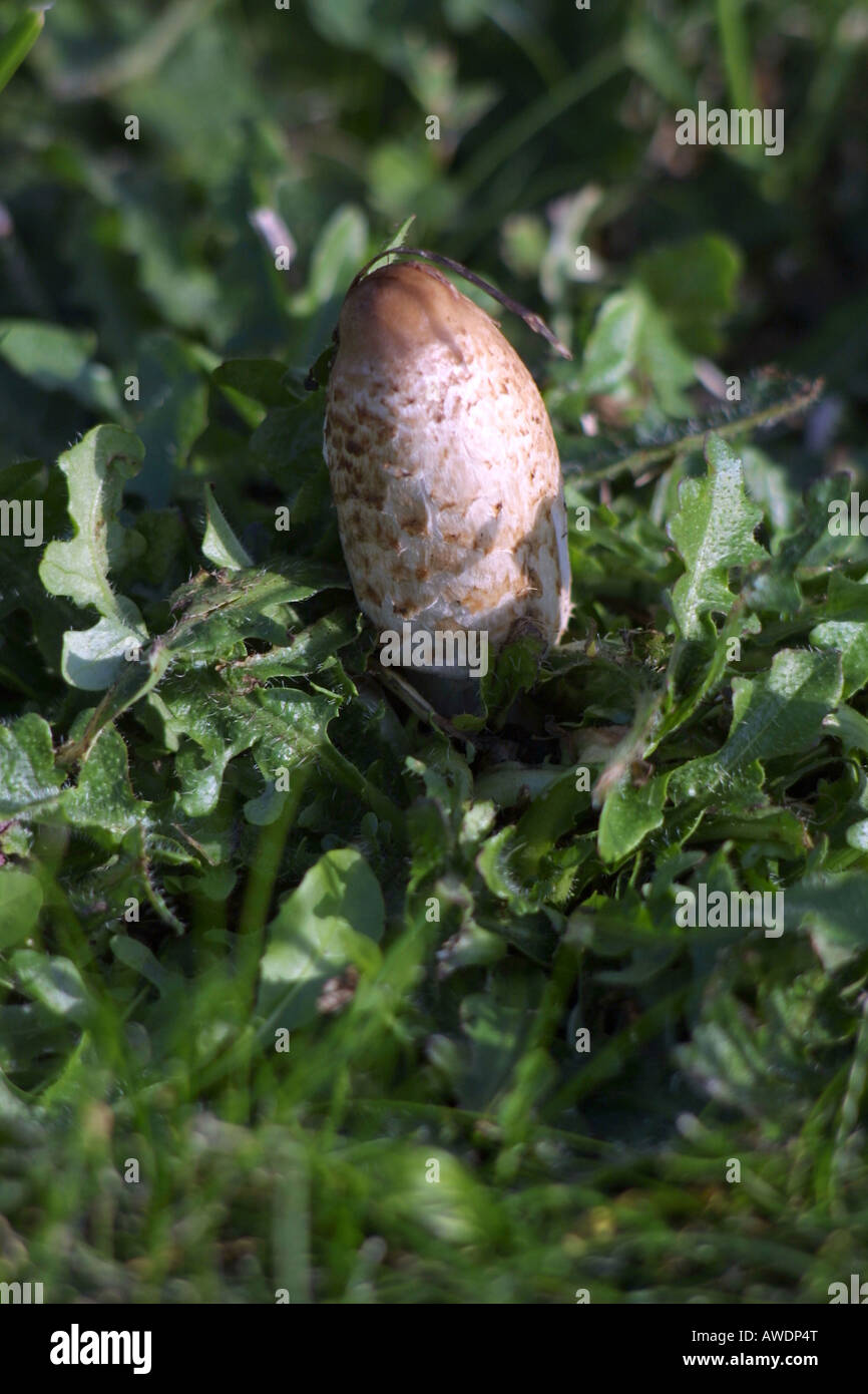 wild mushroom Coprin chevelus Coprinus Coprinus insignis eatable ...