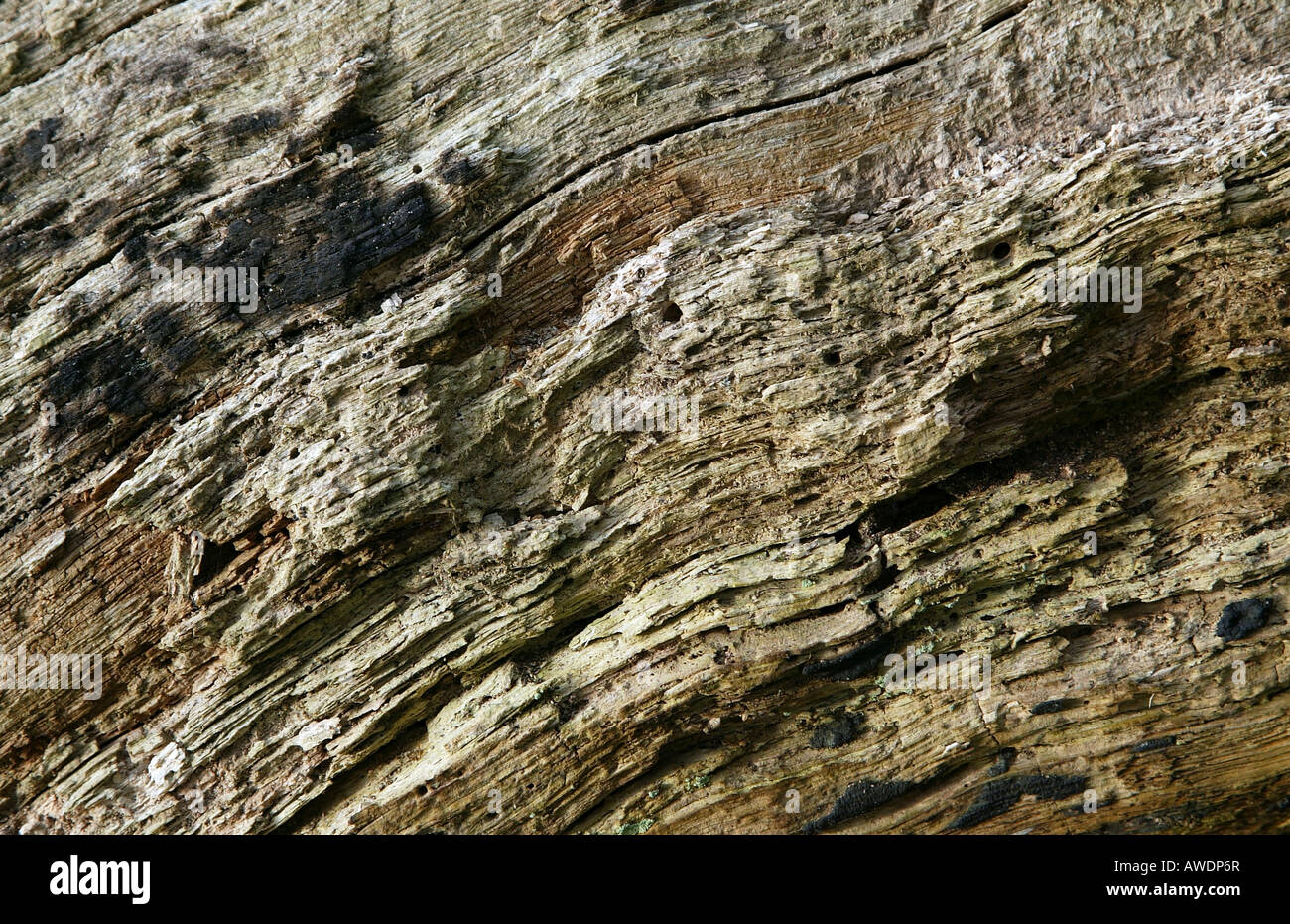 A dead Chestnut tree lies decaying in a field Stock Photo - Alamy