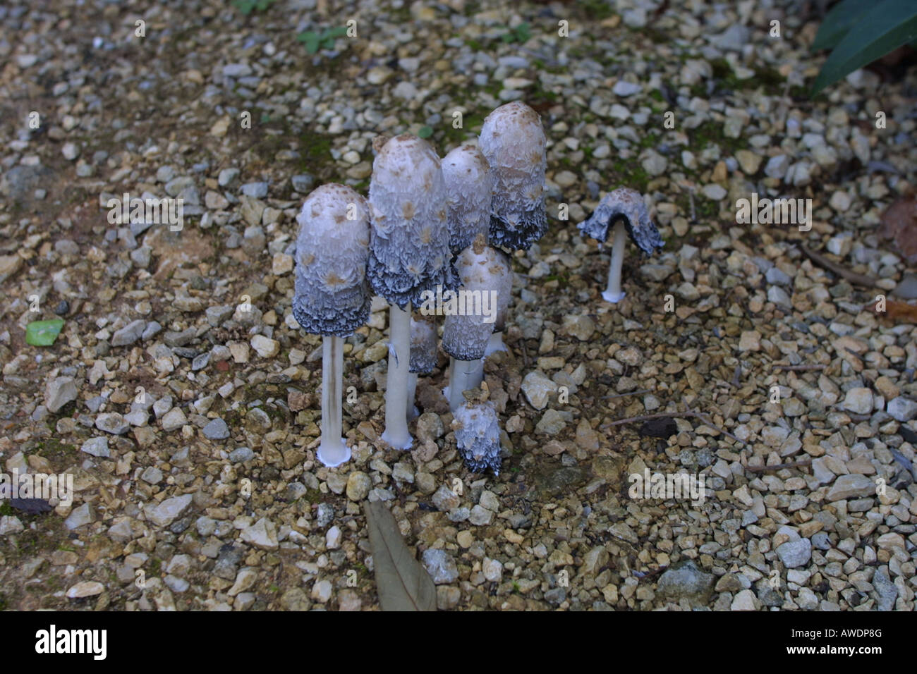 wild mushroom Coprin chevelus Coprinus Coprinus insignis eatable ...