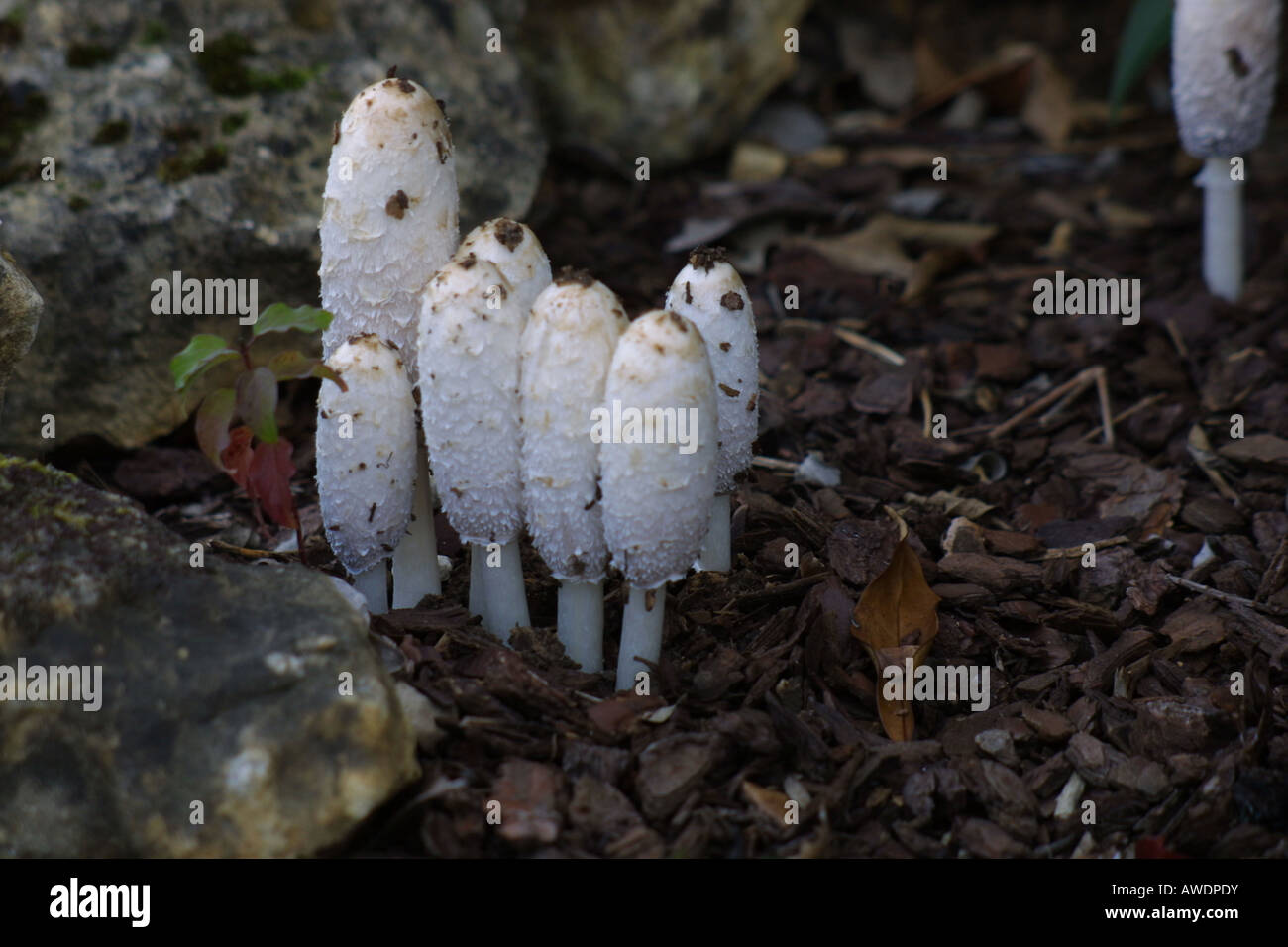 wild mushroom Coprin chevelus Coprinus Coprinus insignis eatable ...