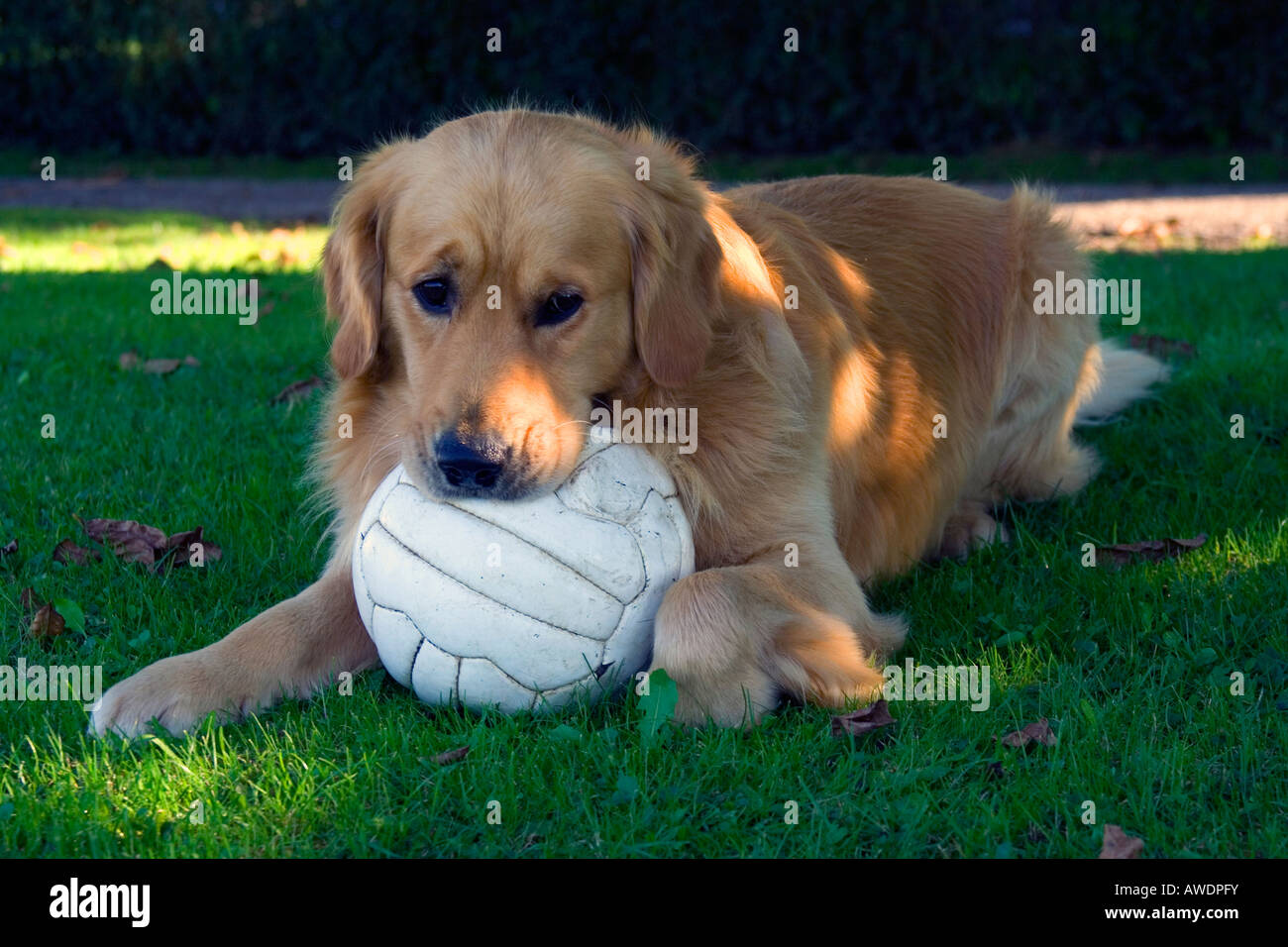 Ball of fur hi-res stock photography and images - Alamy
