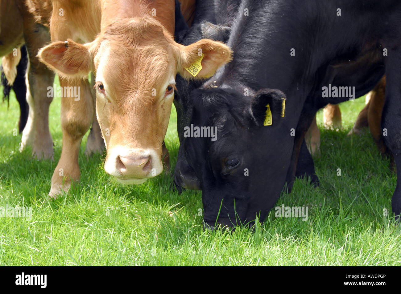 Close-up shot of beef cattle grazing on grass Stock Photo - Alamy