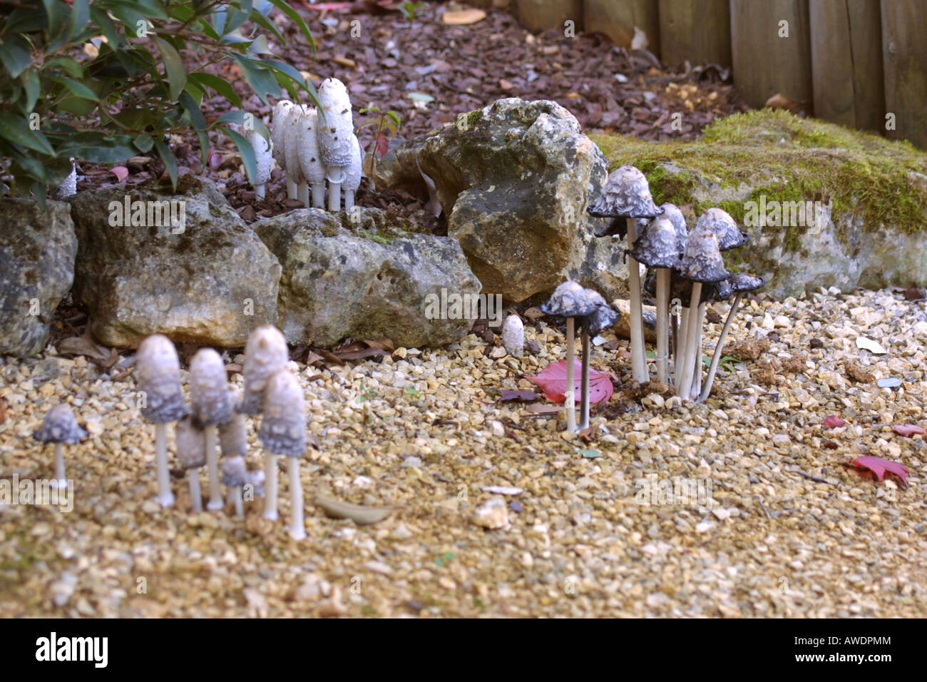 wild mushroom Coprin chevelus Coprinus Coprinus insignis eatable ...