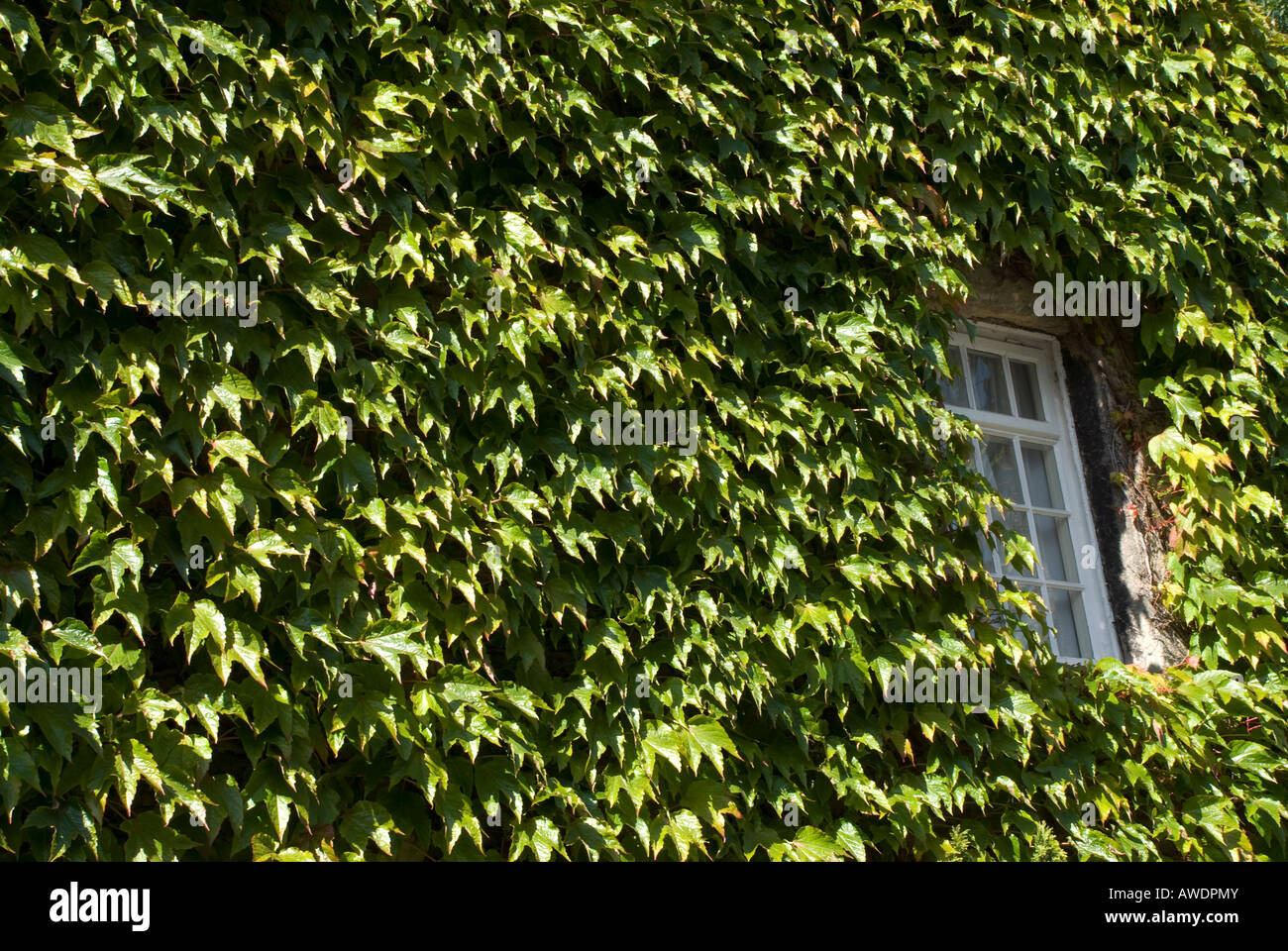 Window in a wall covered in Ivy UK 2007 Stock Photo - Alamy