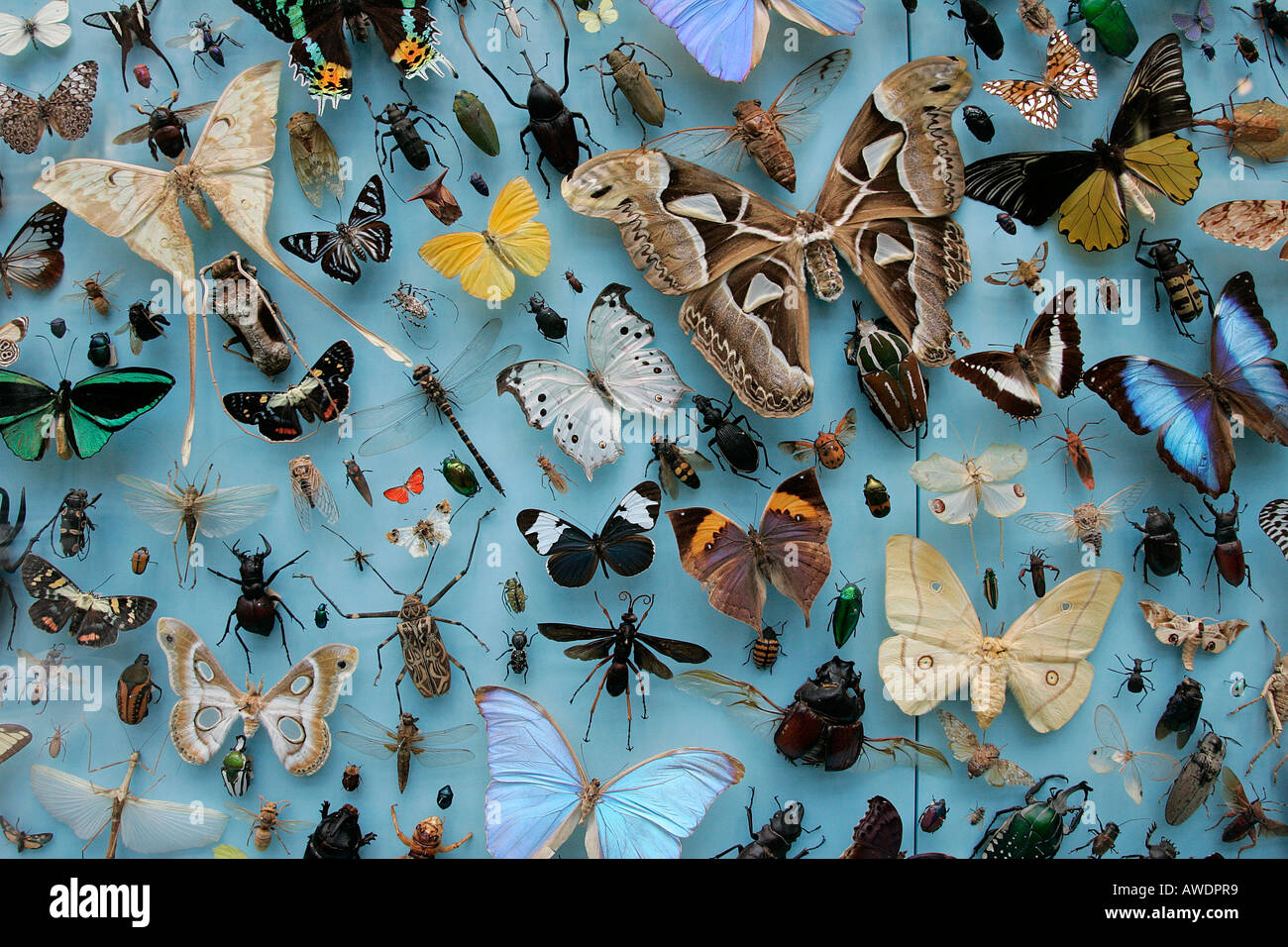 Butterflies museum display case butterfly displayed beauty bug diurnal ...