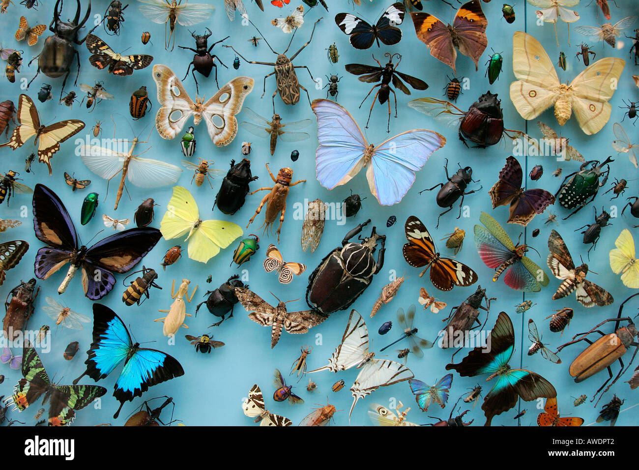 Butterflies museum display case butterfly displayed beauty bug diurnal ...