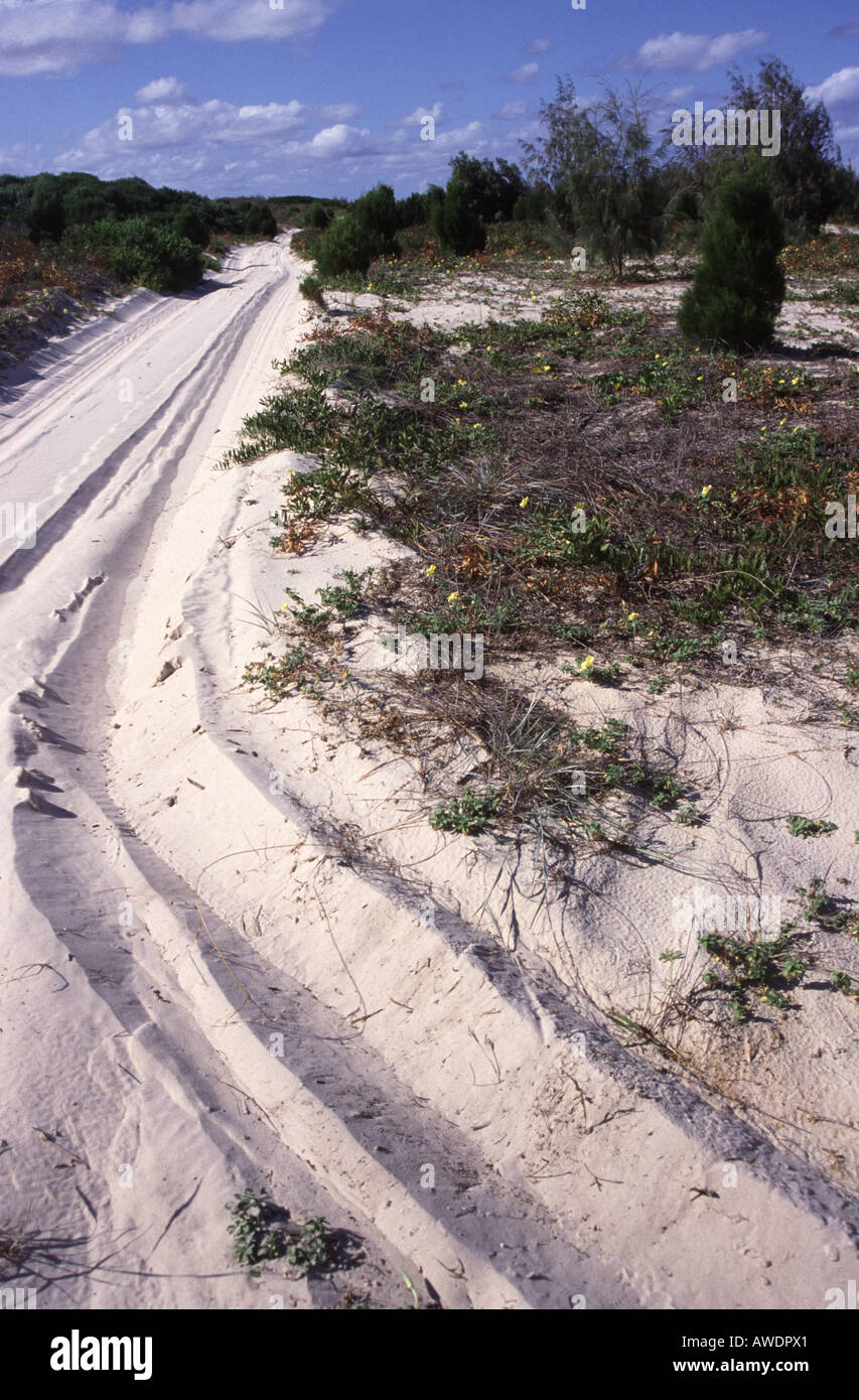 Sandy track, Moreton Island, Queensland, Australia Stock Photo - Alamy