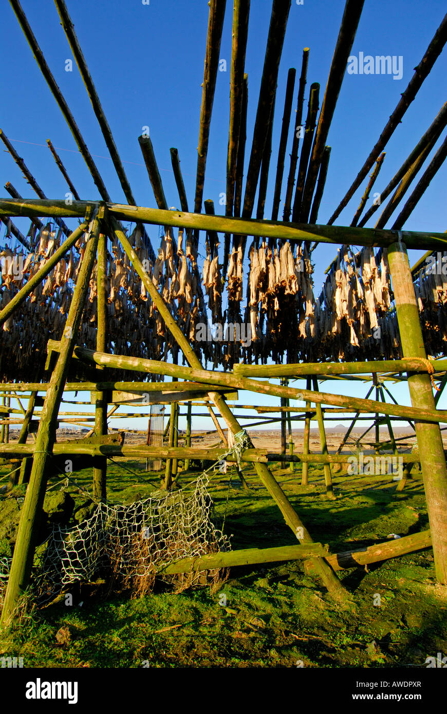 Hardfiskur hi-res stock photography and images - Alamy