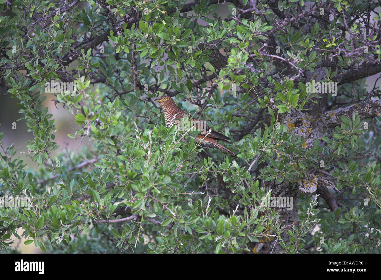 Common Cuckoo Cuculus canorus female hepatic phase perched in bush in ...