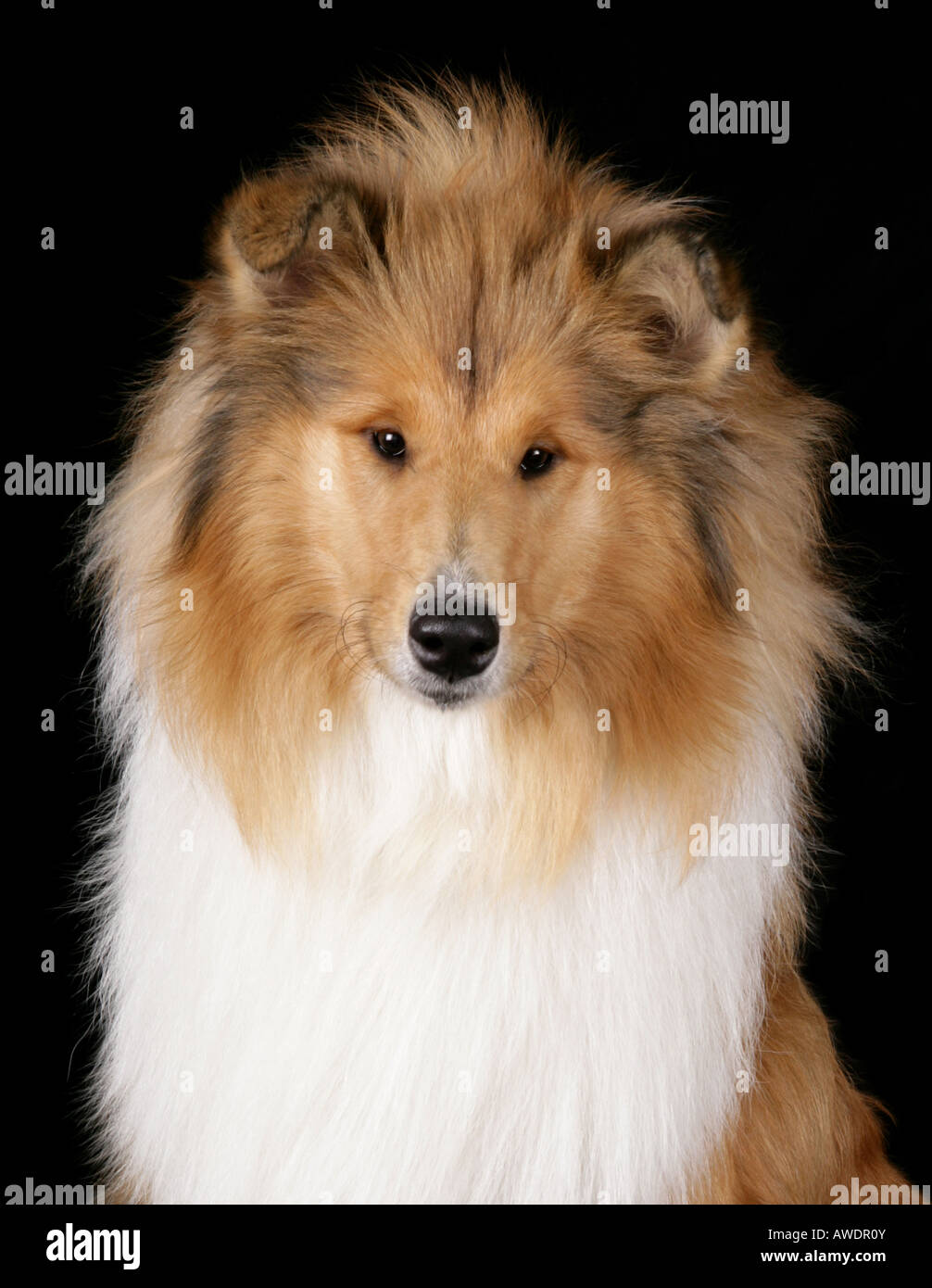 Rough Collie head portrait taken in a Studio Stock Photo - Alamy