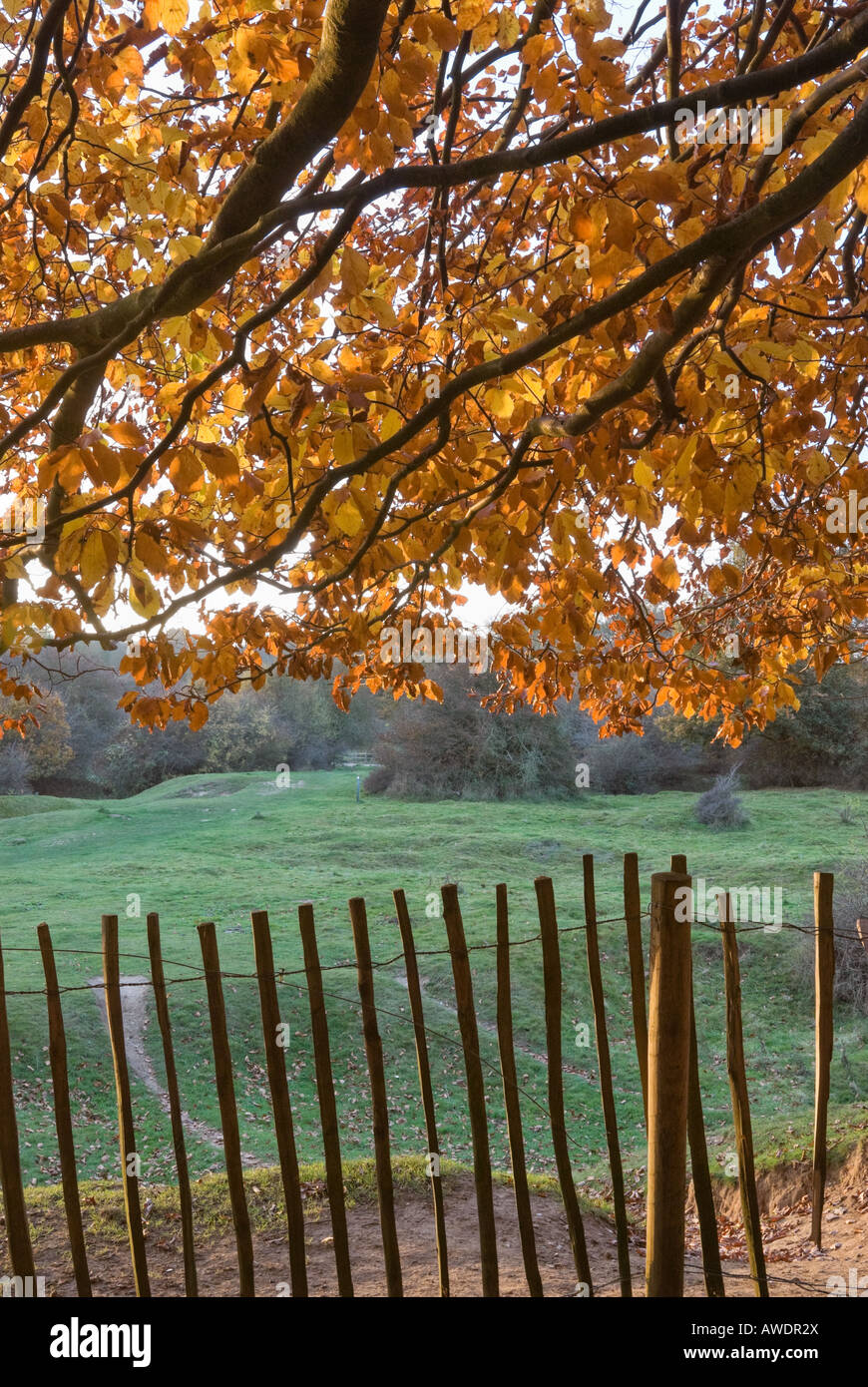 Autumn leaves and fence Stock Photo - Alamy