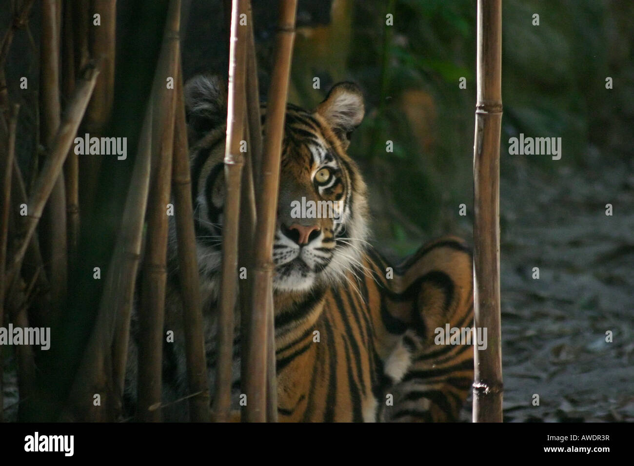 Tiger hiding in bamboo Stock Photo - Alamy