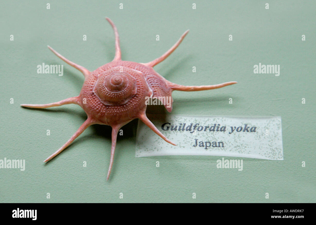 Guildfordia yoka Japan Stock Photo - Alamy